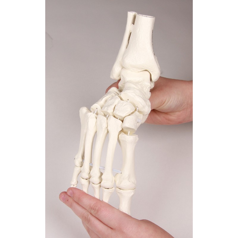 Flexible Model Foot Skeleton with Lower Leg Insertion | Health and Care